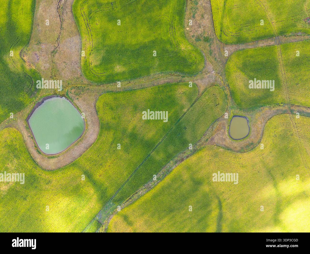 Aerial view of Corn Farming near Glen Innes in northern New South Wales ...