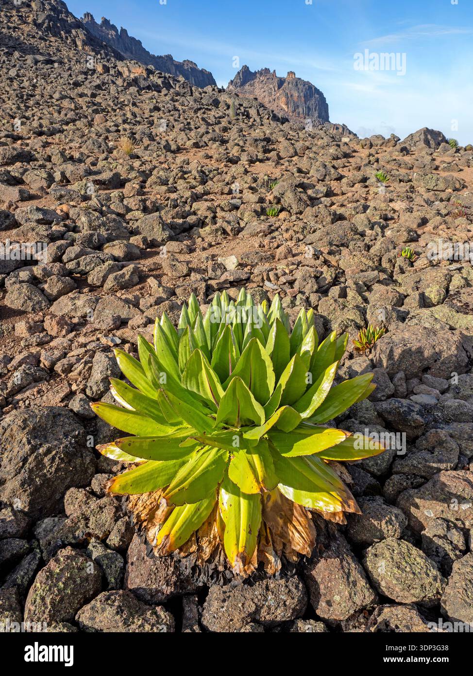 Giant groundsel on the alpine slopes of Mt Kenya Stock Photo - Alamy