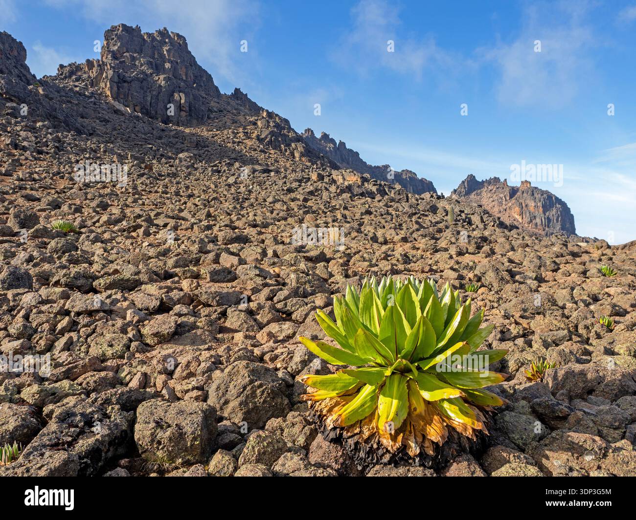 Giant groundsel on the alpine slopes of Mt Kenya Stock Photo - Alamy