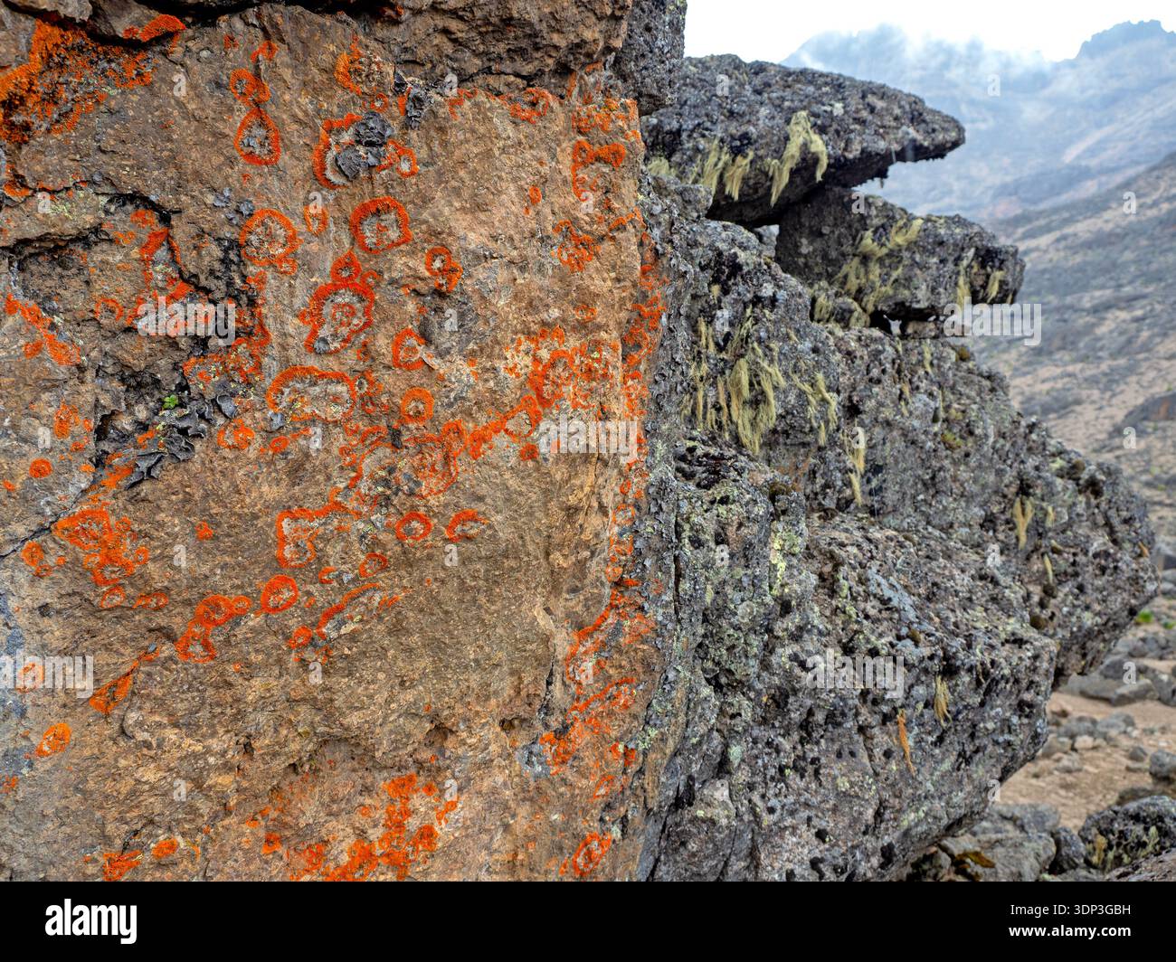Lichen patterns on rock by Simba Tarn, Mt Kenya Stock Photo - Alamy