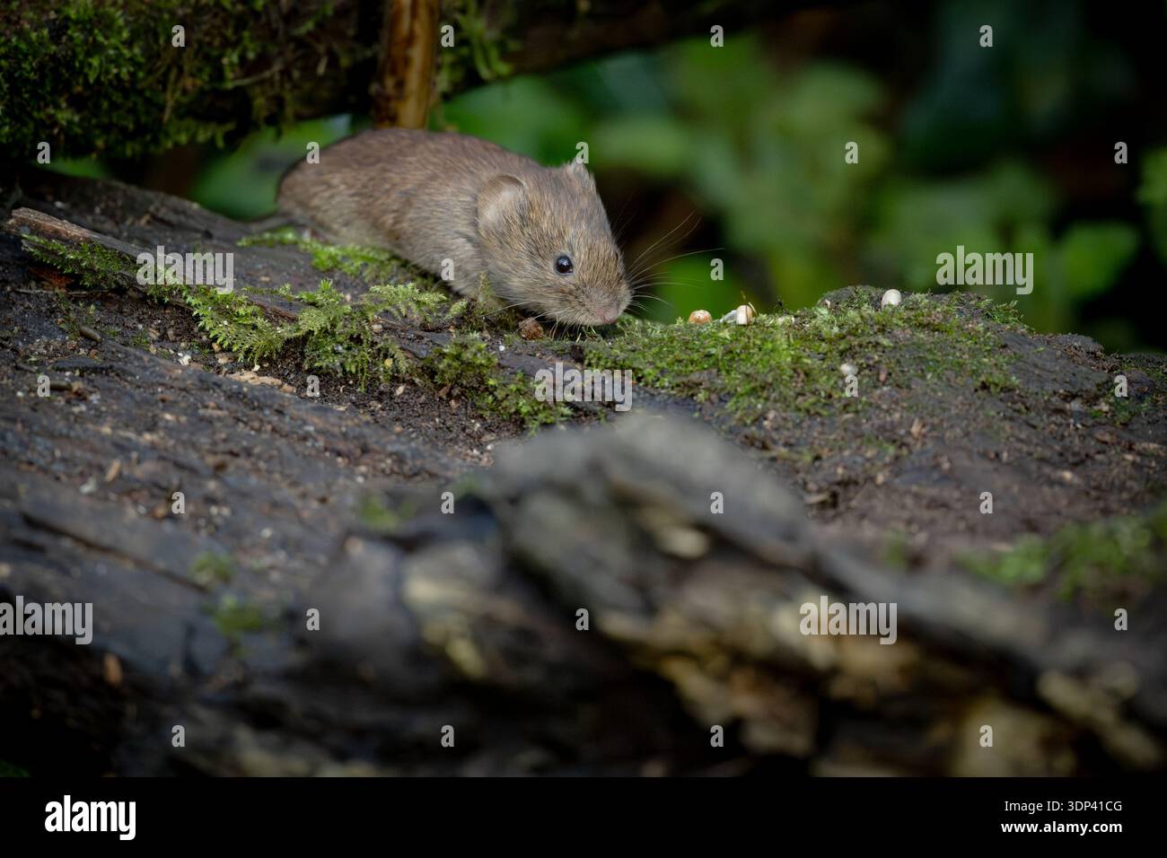 Wind in the willows hi-res stock photography and images - Alamy