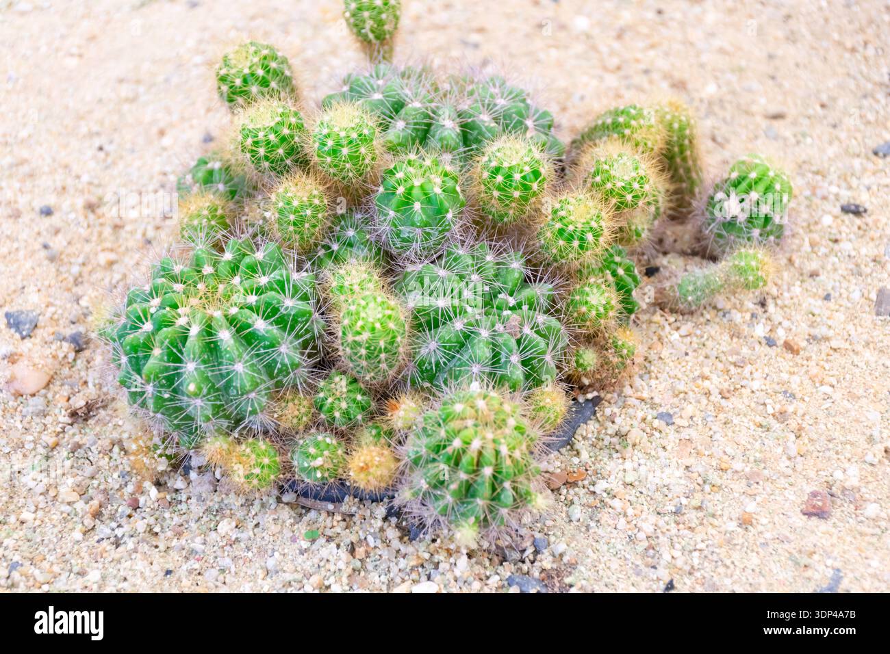 Small green cactus cluster growing on sandy soil desert plant with ...