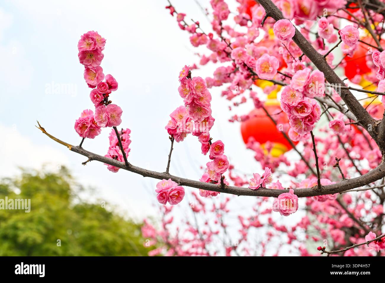 Plum blossoms bloom along Tongjiang Avenue in Nan'an District of ...