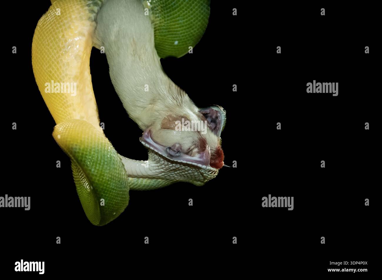 Collection of venomous, non-venomous snakes and constrictors taken in ...