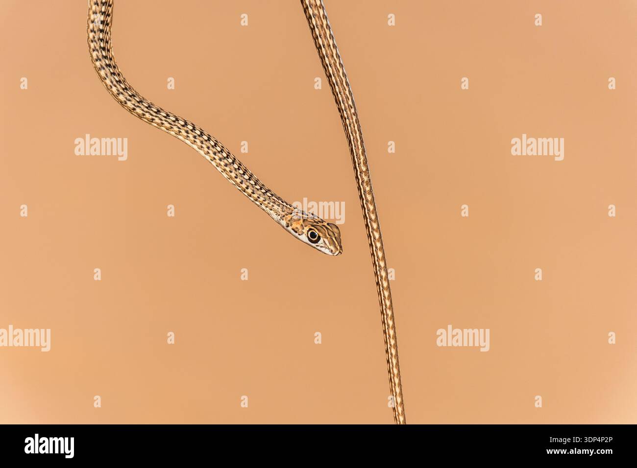 Fast moving diurnal rear fanged snakes hi-res stock photography and ...
