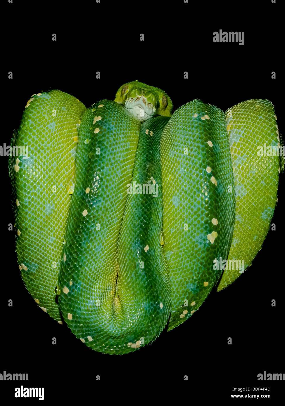 Collection of venomous, non-venomous snakes and constrictors taken in ...