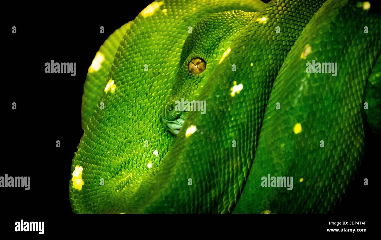 Collection of venomous, non-venomous snakes and constrictors taken in ...
