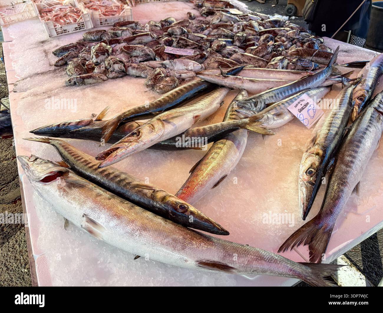Fresh barracuda fish market hi-res stock photography and images - Alamy