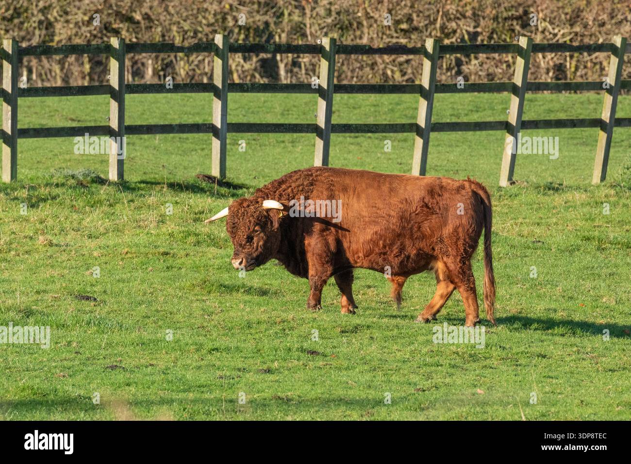 A single Dexter bull in a field. This is an Irish breed of cattle bred ...