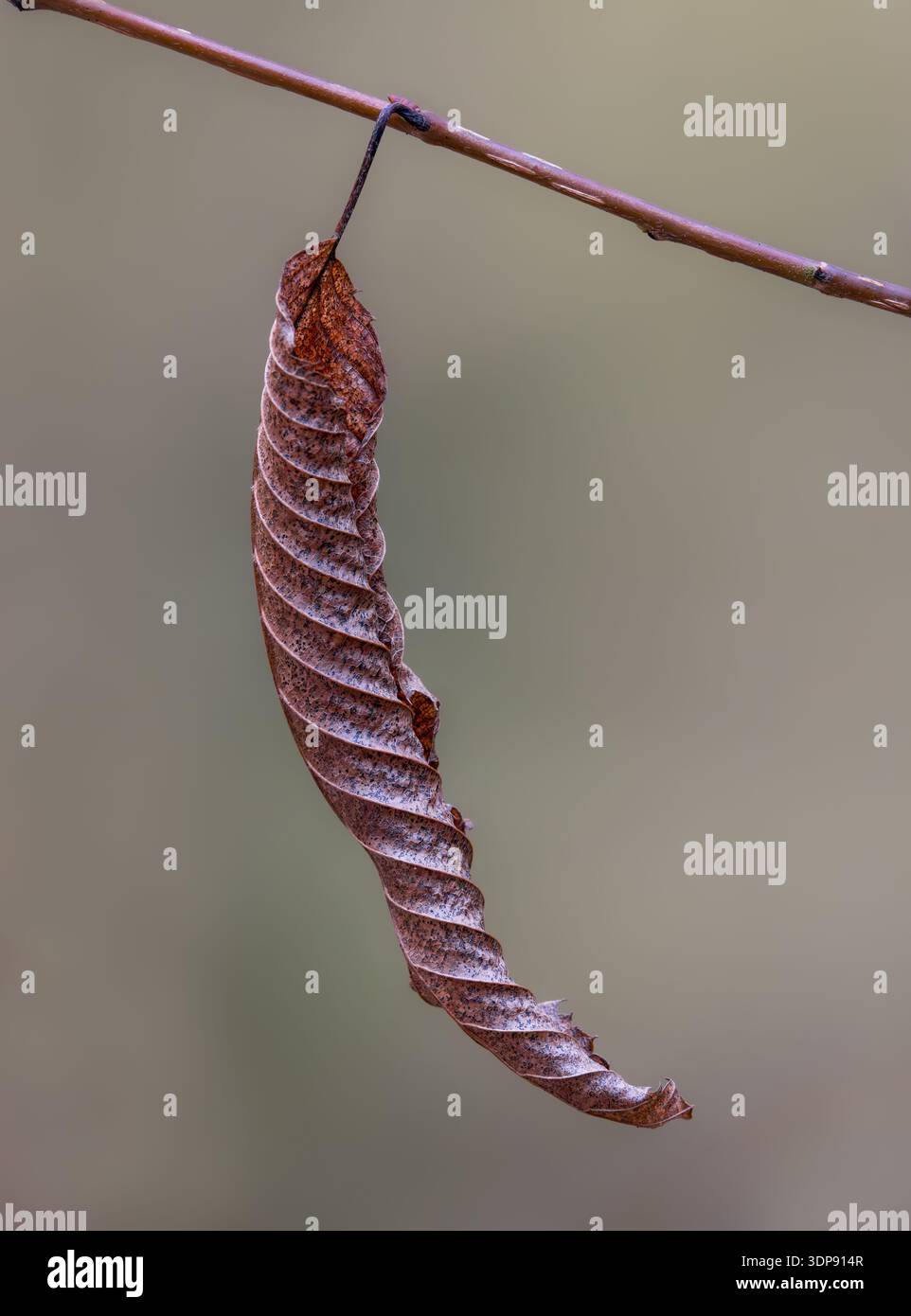 Curled dead leaf still on plant stem Stock Photo - Alamy