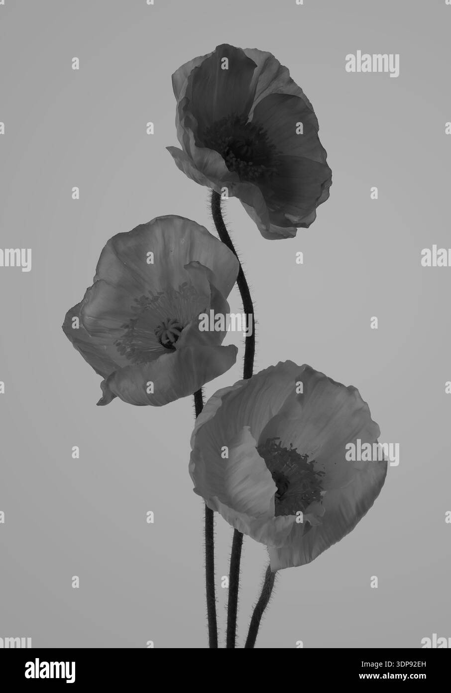 Three yellow flowers in Black and White Stock Photos & Images - Alamy