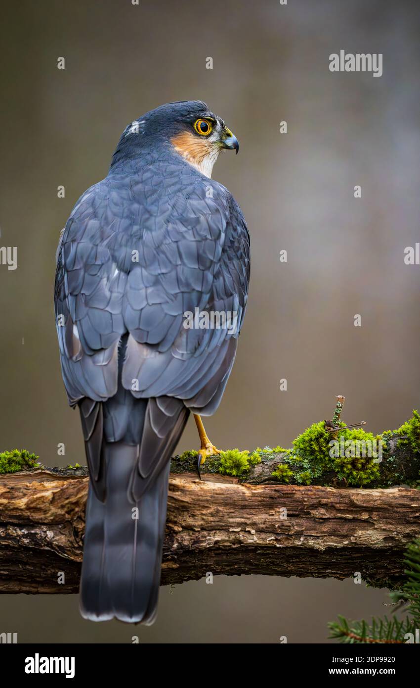 13 February 2026, Brandenburg, Sieversdorf: A sparrowhawk (Accipiter ...