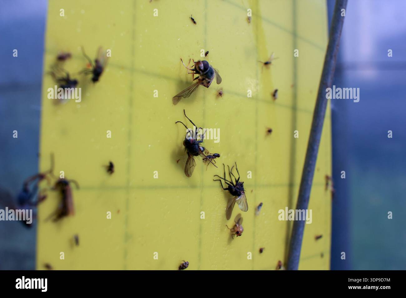 Fly trap full dead hi-res stock photography and images - Alamy