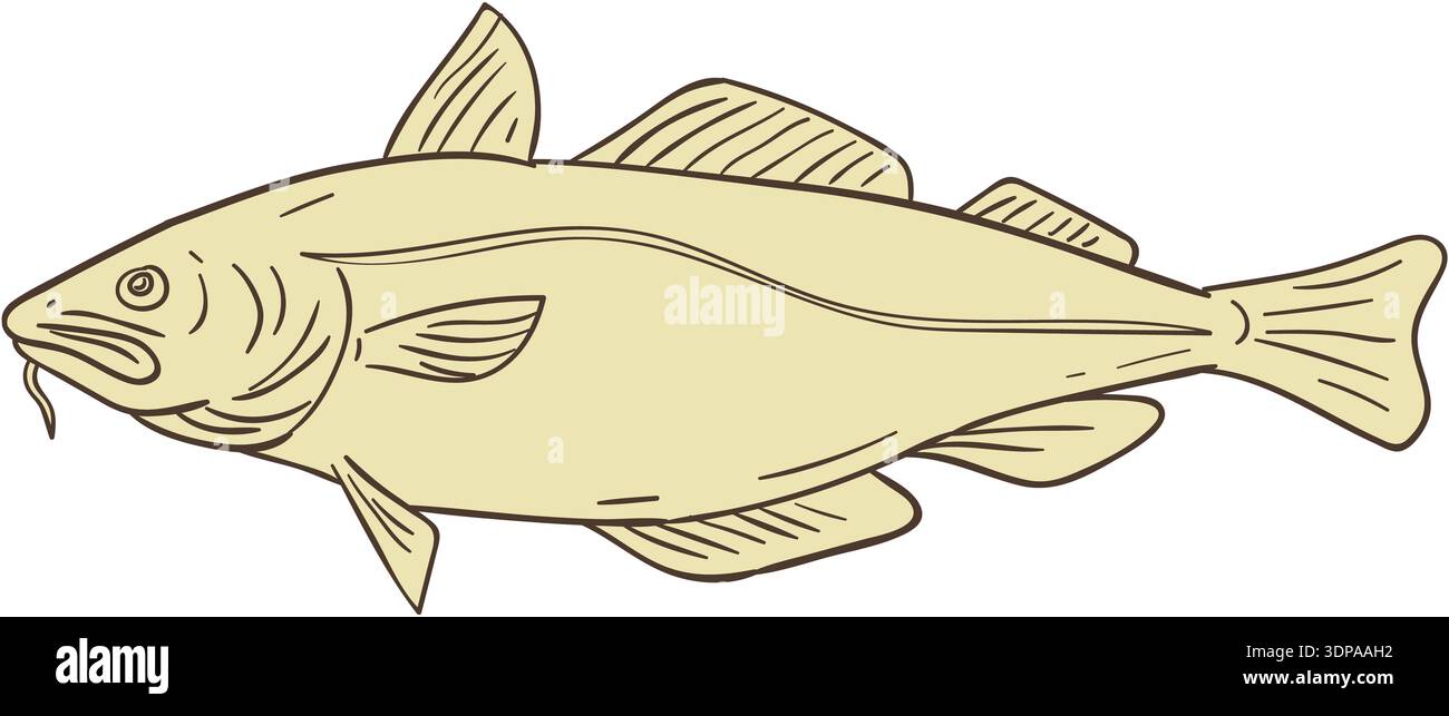 Drawing sketch style illustration of an Atlantic cod, or Gadus morhua ...