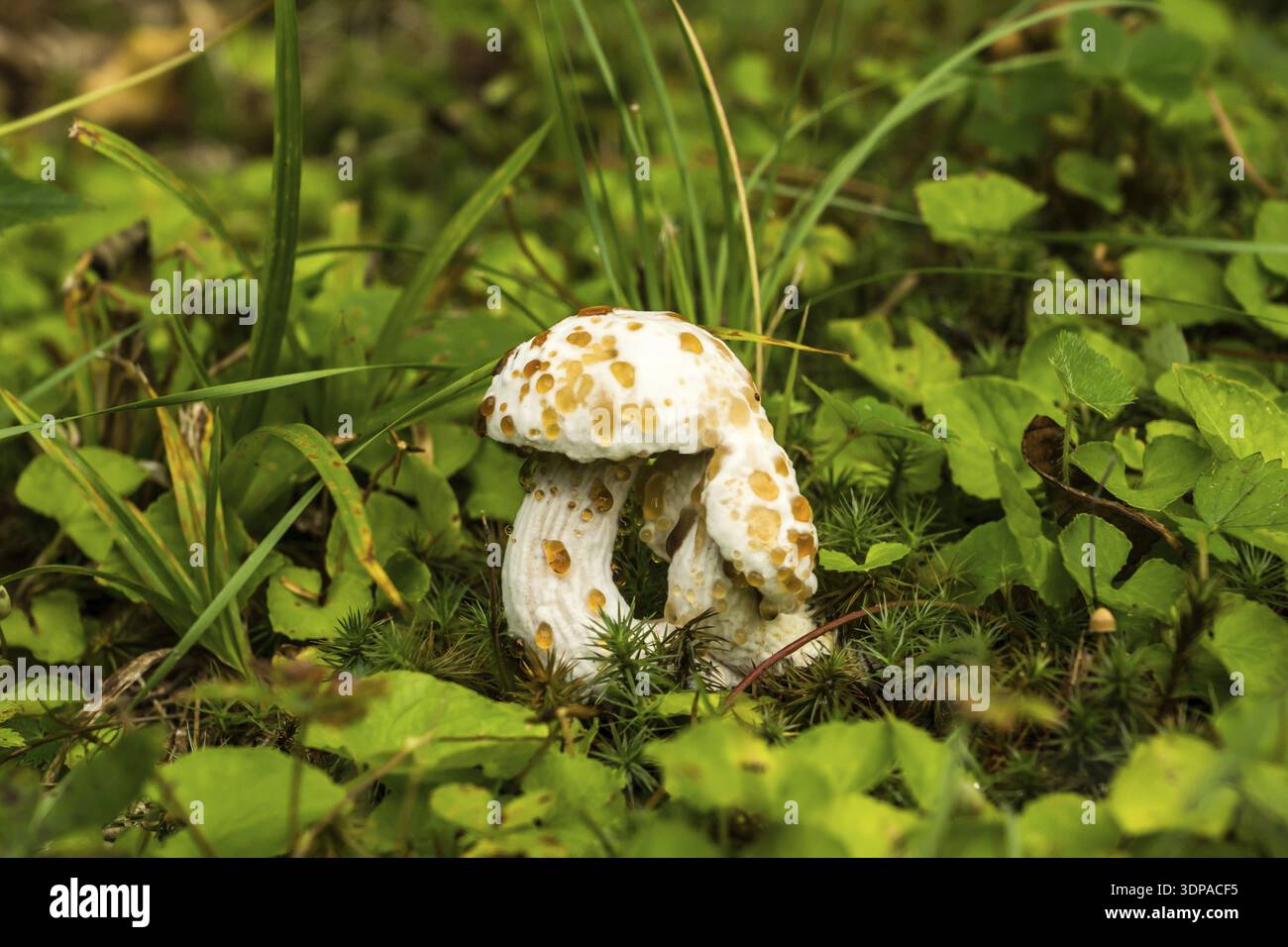 Transformations in nature hi-res stock photography and images - Alamy