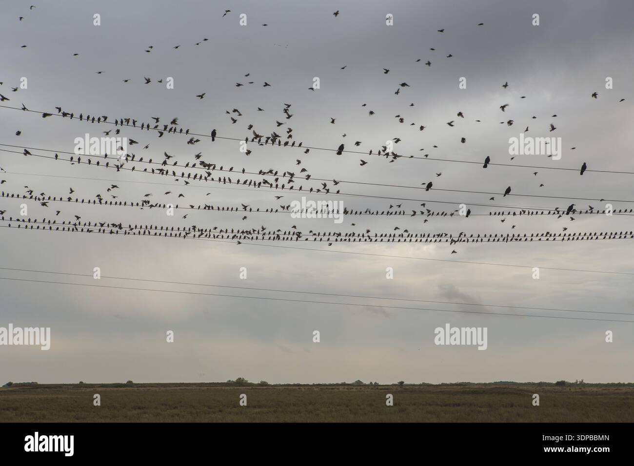 Line art wildlife hi-res stock photography and images - Alamy