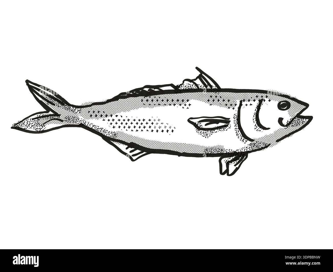Retro cartoon style drawing of a Eastern Australian Salmon, a native ...