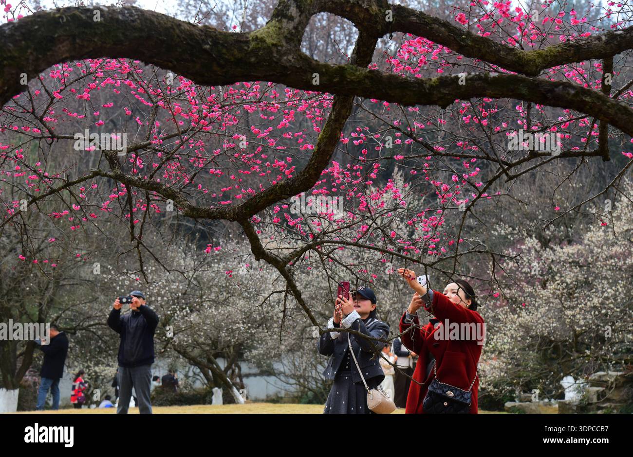 Plum blossoms bloom at Lingfeng Scenic Area in Hangzhou Botanical ...