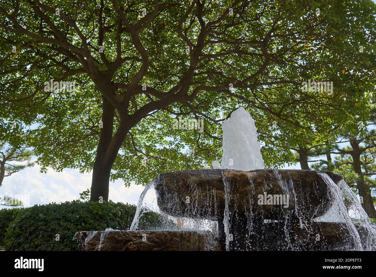 Green leaves water splashing hi-res stock photography and images - Alamy