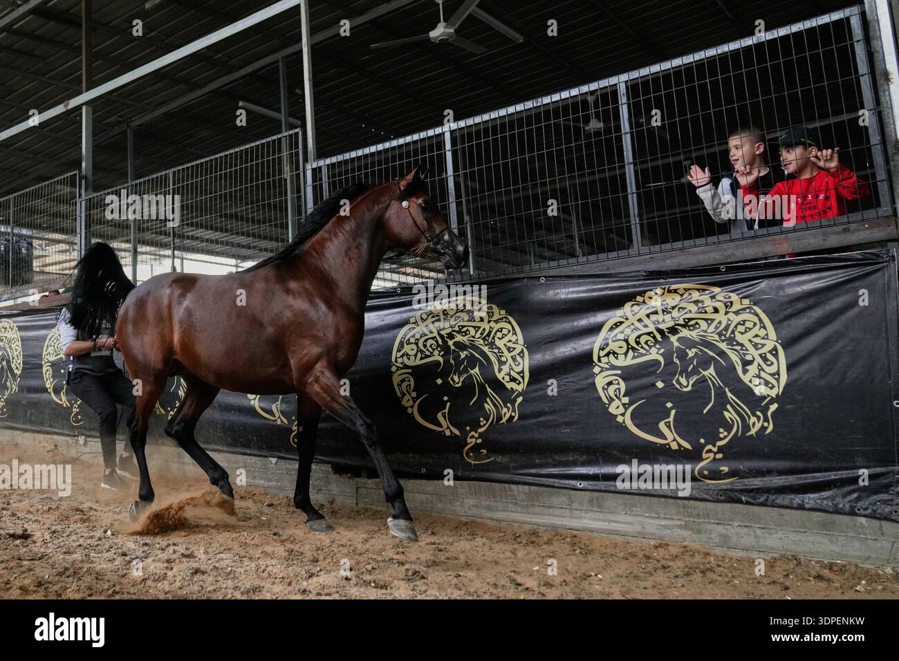 Palestinian children watch the stallion Magic al-Malak, born in 2022 ...