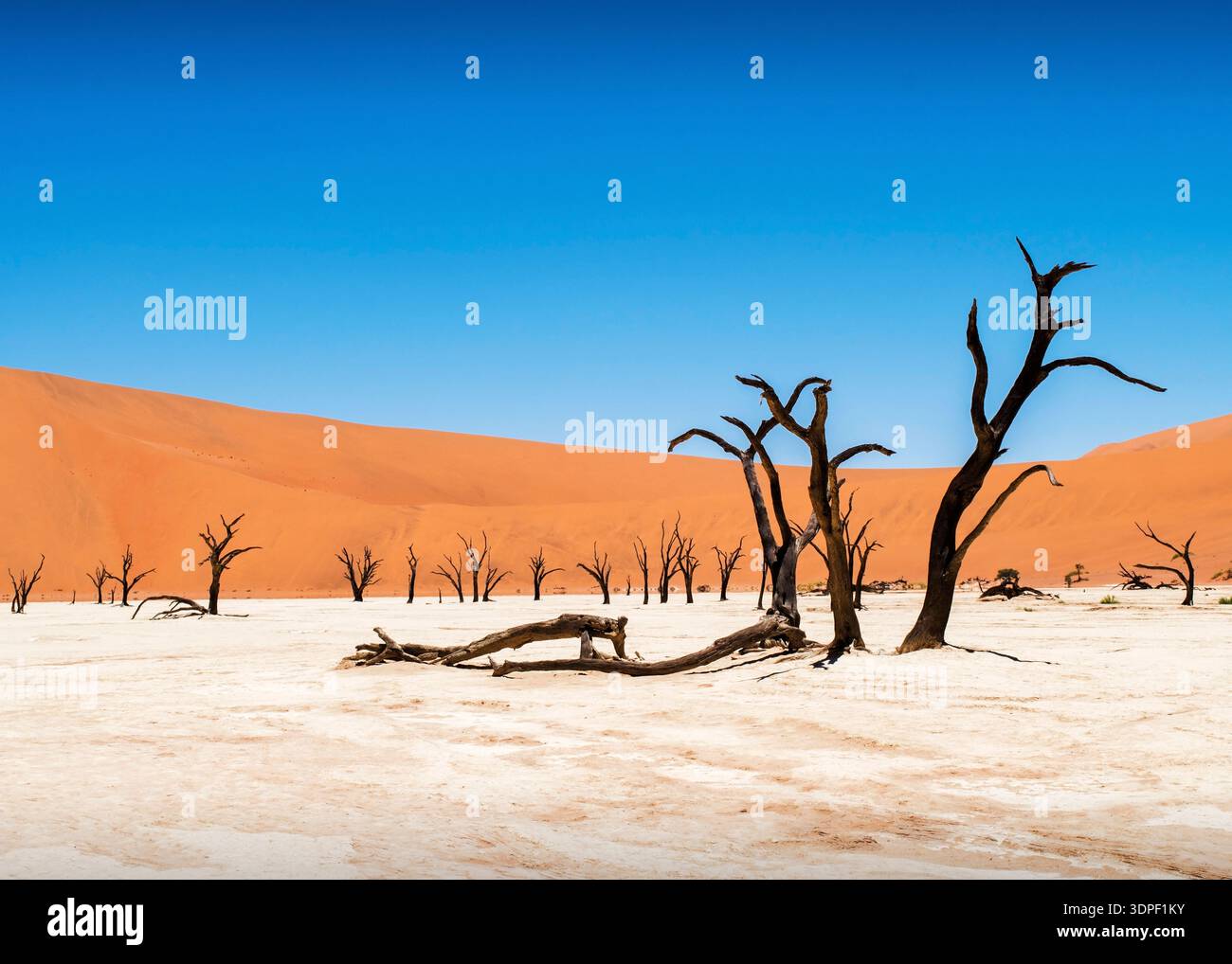 Sossusvlei Dead vlei Namibia Iconic salt pans surrounded by massive red ...