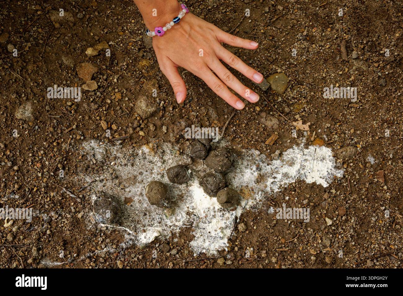 Scatanimal hi-res stock photography and images - Alamy