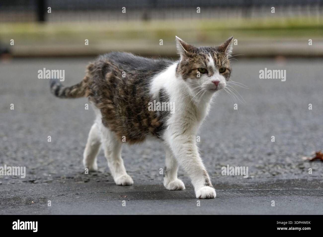 FILE - Larry the cat, Chief Mouser to the Cabinet Office, crosses ...