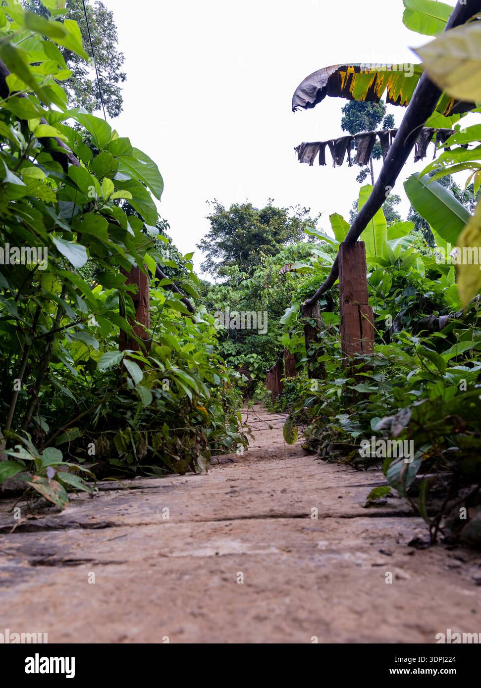 Forest trekking route rustic hi-res stock photography and images - Alamy
