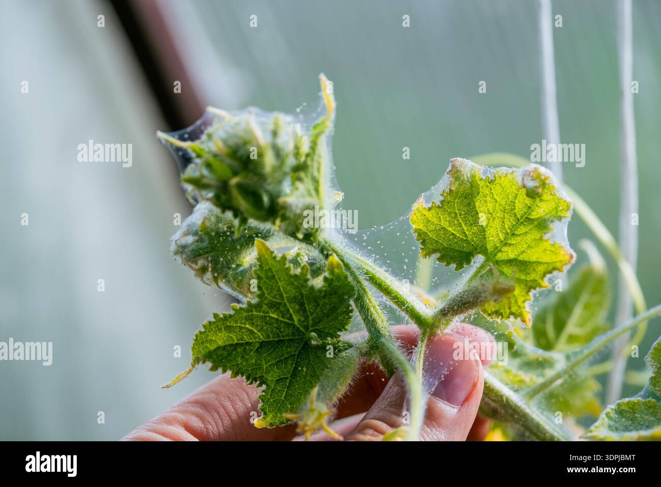 Agricultural disease management hi-res stock photography and images - Alamy