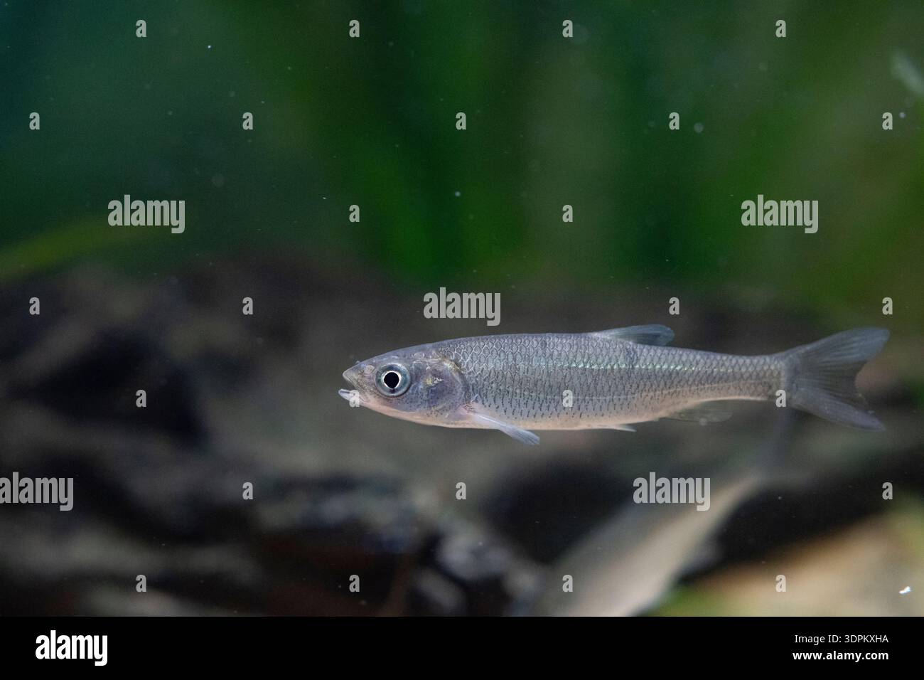Chub Squalius cephalus, juvenile swimming, England, UK, January Stock ...