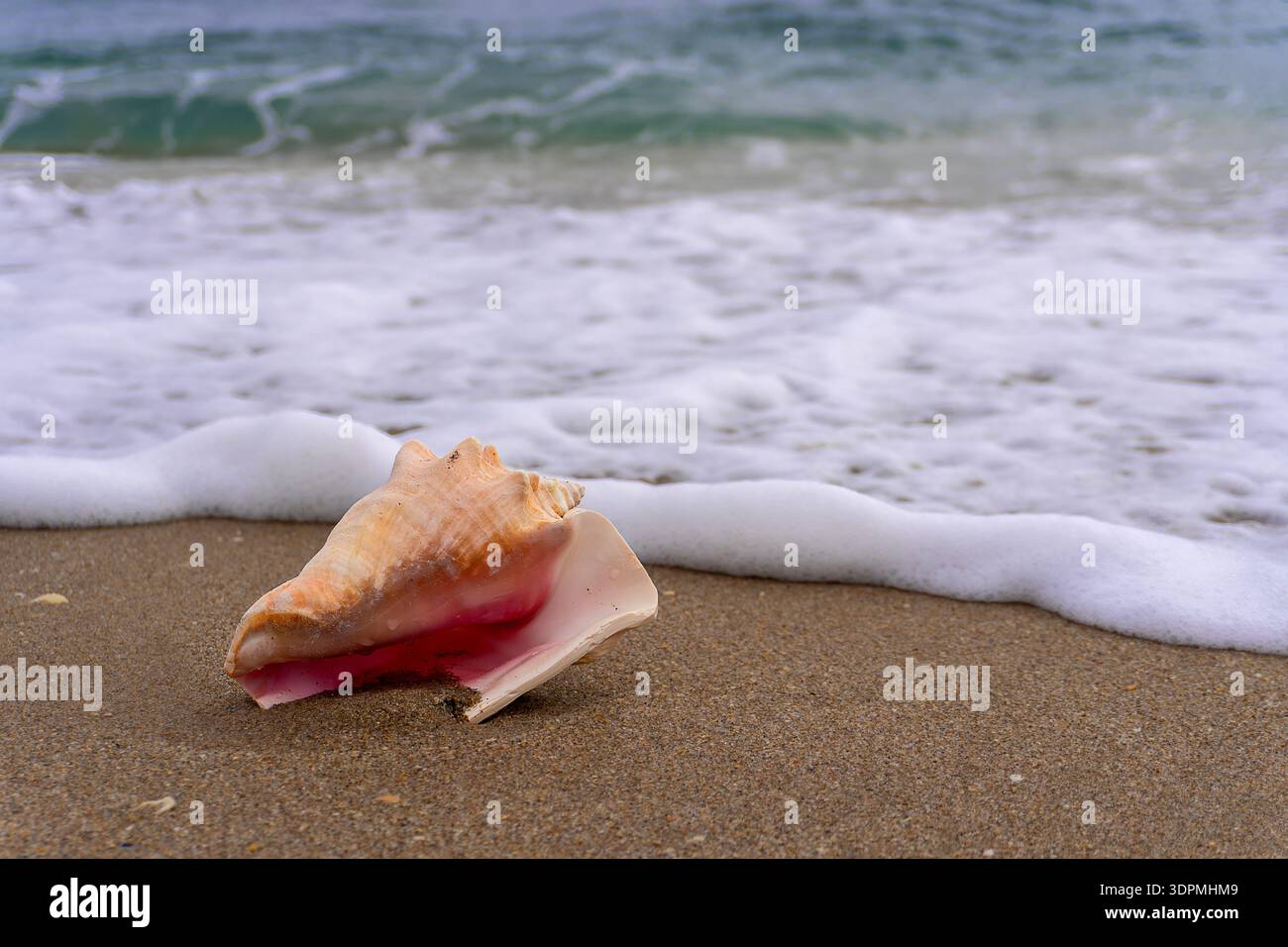 Large Queen Conch Shell on Pristine Tropical White Sand Beach with ...