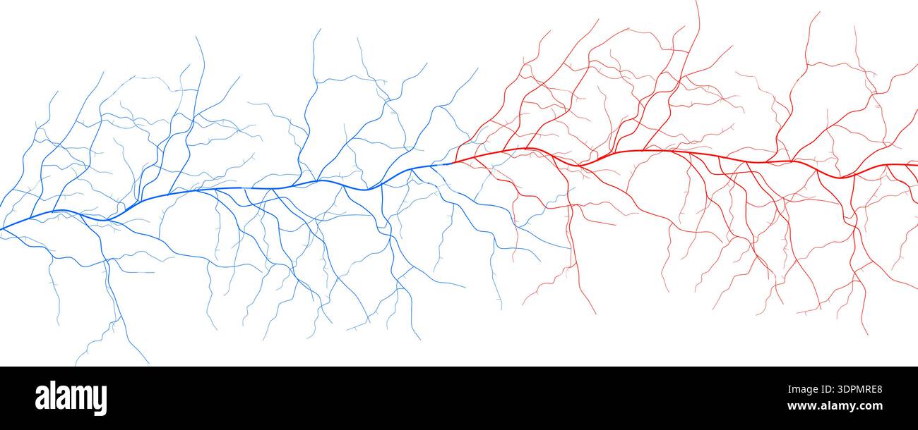 Blood Vessels Imaging Veins Vascular System Bloodstream Venous Pattern ...