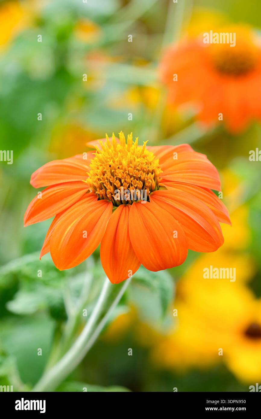 Tithonia rotundifolia Torch, Mexican sunflower Torch, mexican marigold ...