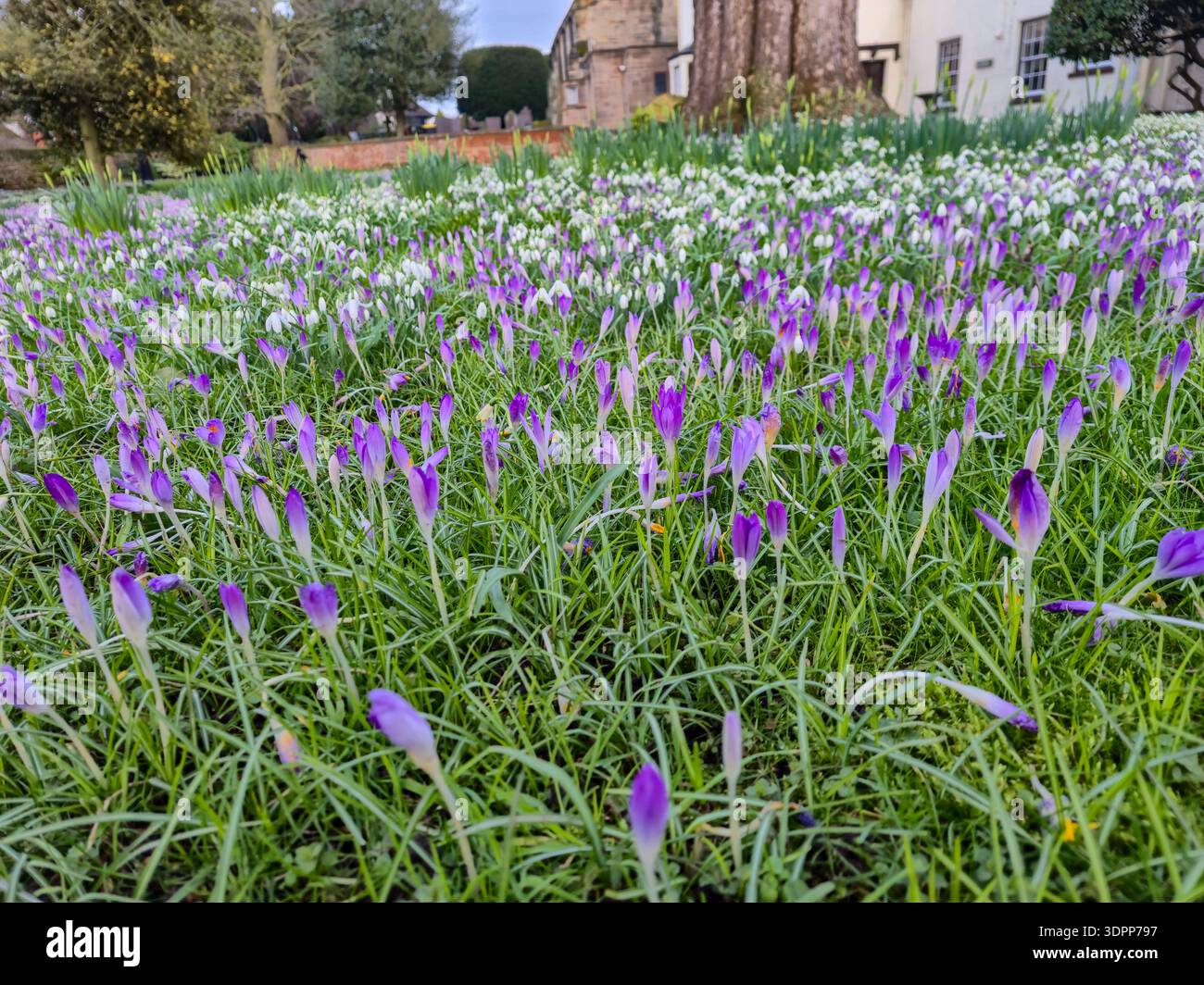 Field crocus snowdrops hi-res stock photography and images - Alamy