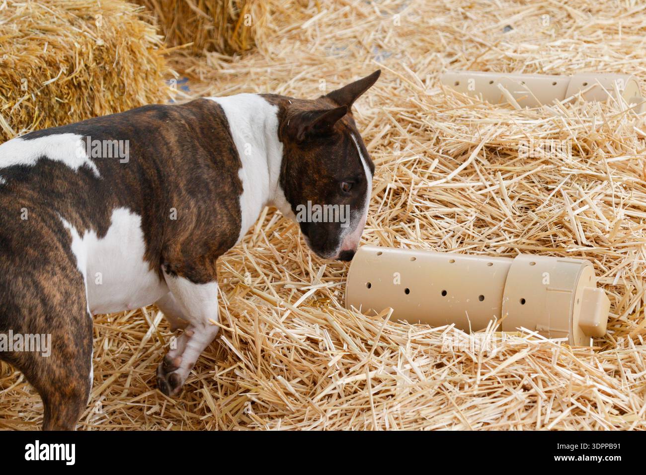 Rat terrier dog checking hi-res stock photography and images - Alamy