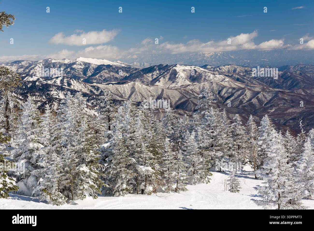 Alpine landscape featuring frosted pine trees against a backdrop of ...
