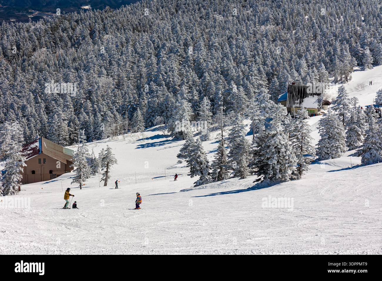 Wide view of skiers on snowy run surrounded by dense frozen evergreen ...
