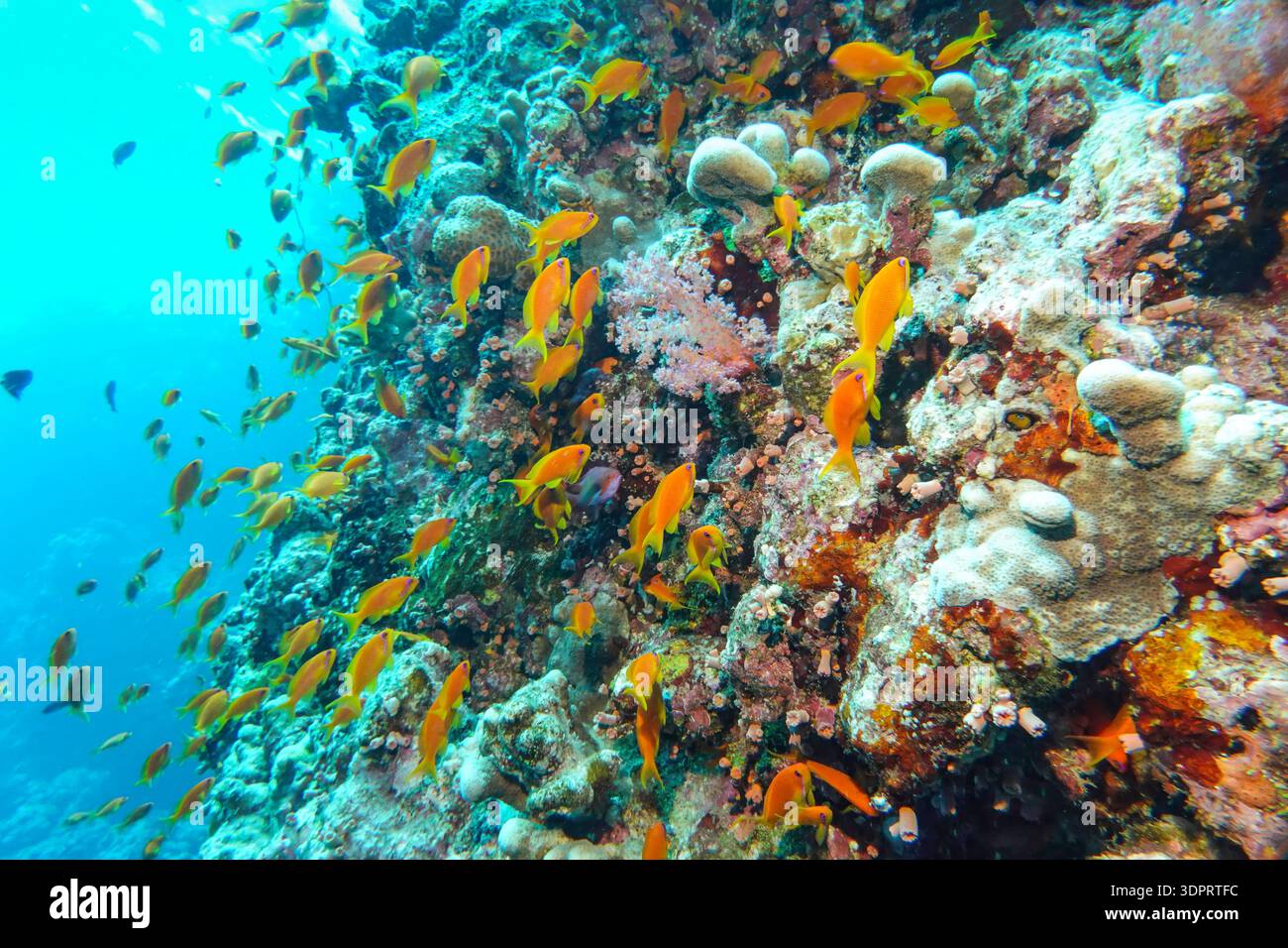 Jewel flag perch hi-res stock photography and images - Alamy