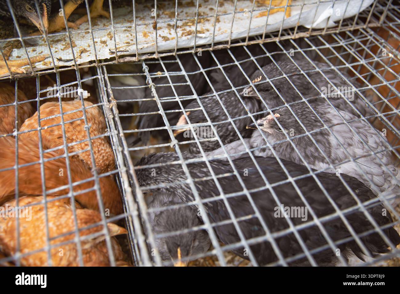 Mixed breed chickens inside stacked metal cages at poultry farm ...