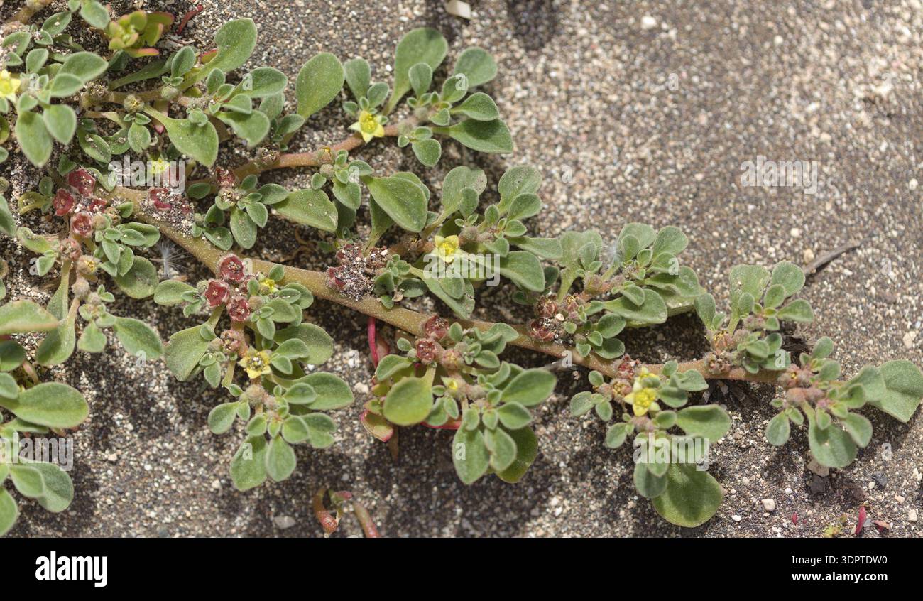 Flora of Gran Canaria - flowering Aizoon canariense, Canary iceplant ...