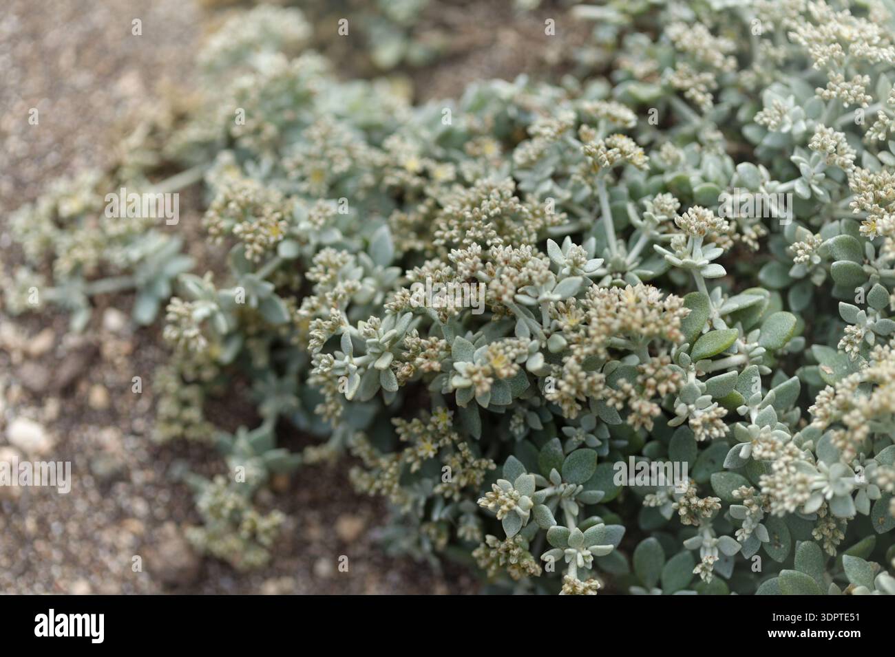 Flora of Gran Canaria - Polycarpaea nivea plant native to Canary ...