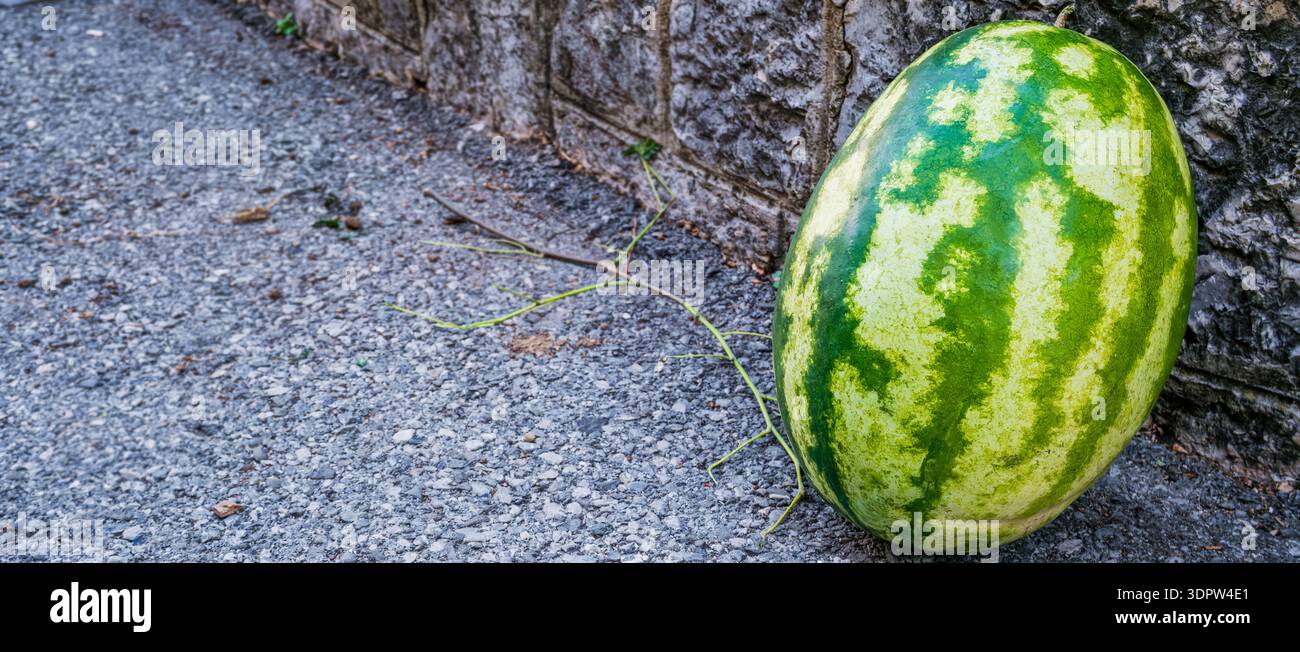 Ripe watermelon rests on hi-res stock photography and images - Alamy
