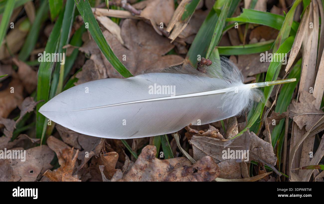 Freshly fallen off Duck Feather with great Details Stock Photo - Alamy