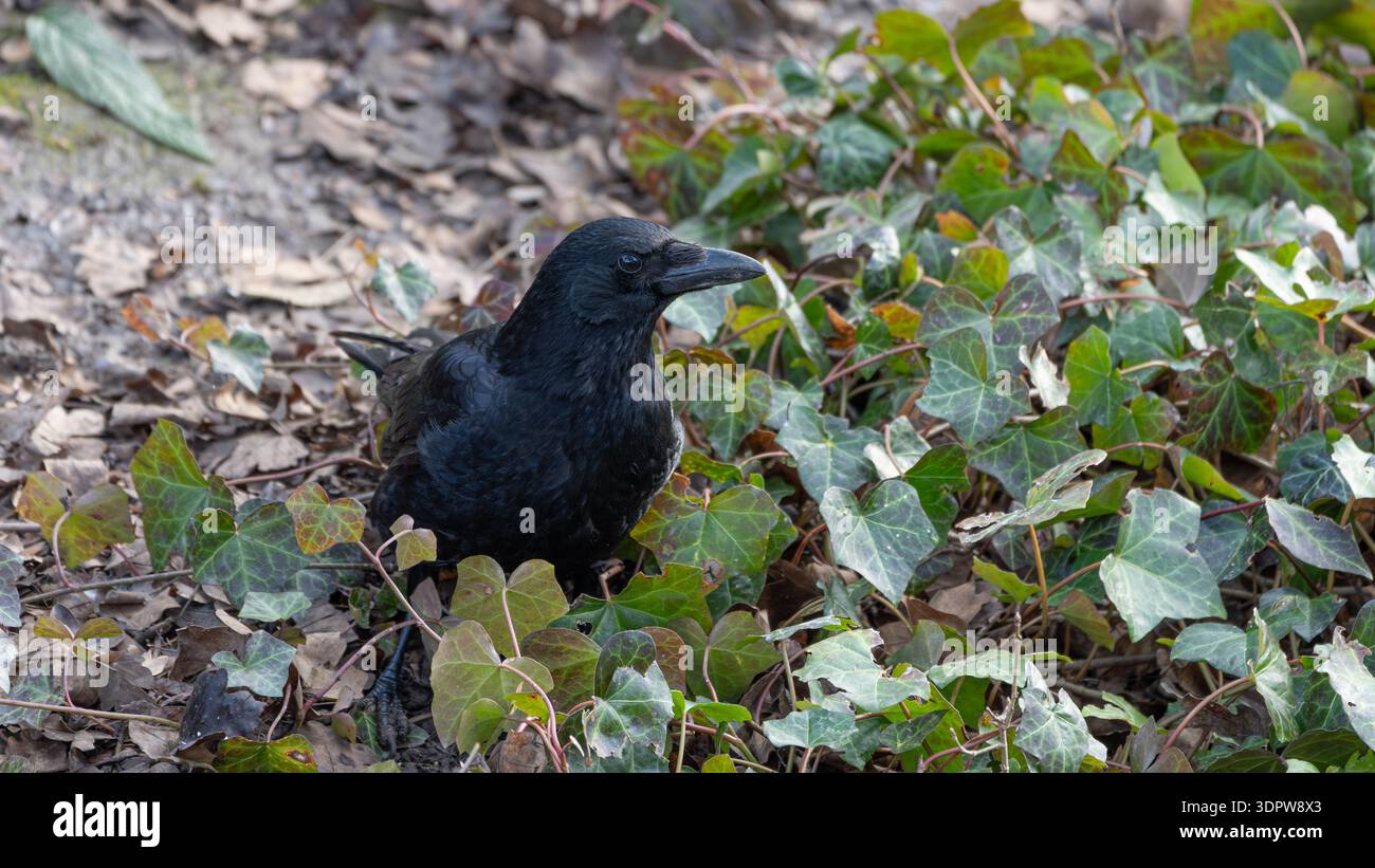 High Resolution PortraIt of a Raven sitting in Ivy Stock Photo - Alamy