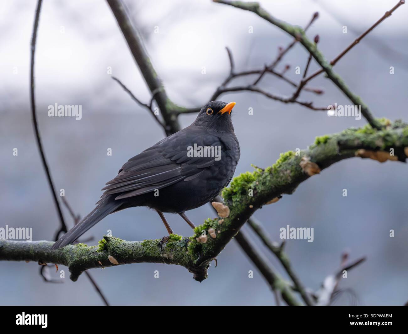 Detailed Portrait of a Male Blackbird with great clear Background on a ...
