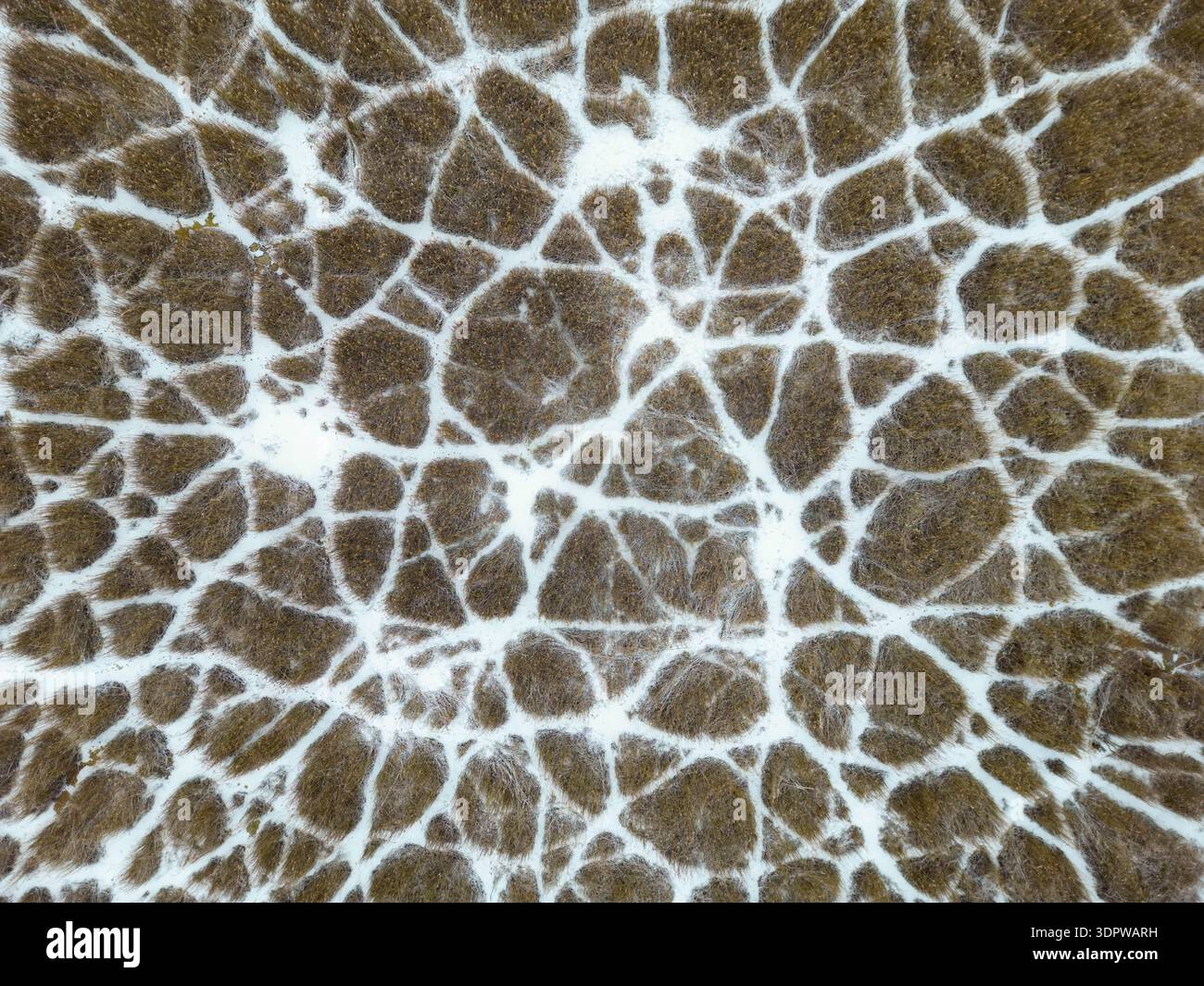 09 February 2026, Brandenburg, Treplin: Like paths on a map, animal ...