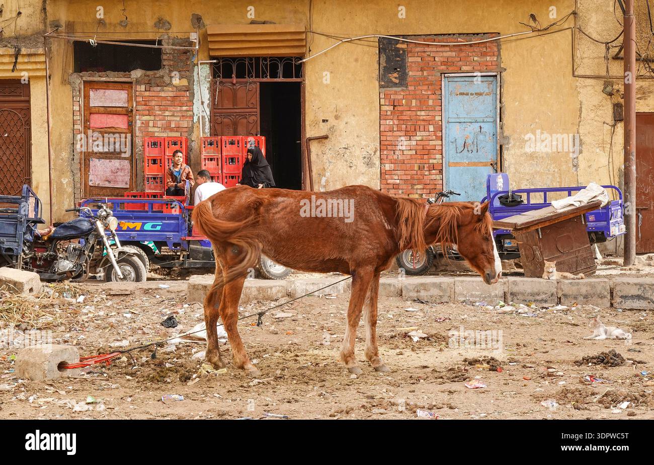 Pferd, dreckiger Hinterhof, Luxor, Ägypten Stock Photo - Alamy
