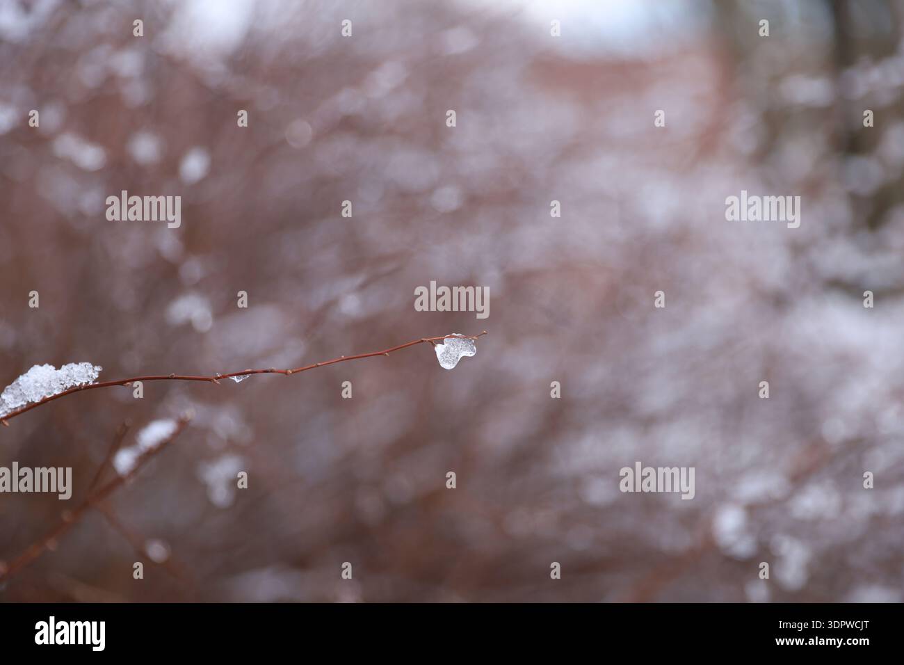 Thin tree branch with melting snow drop against blurred winter ...