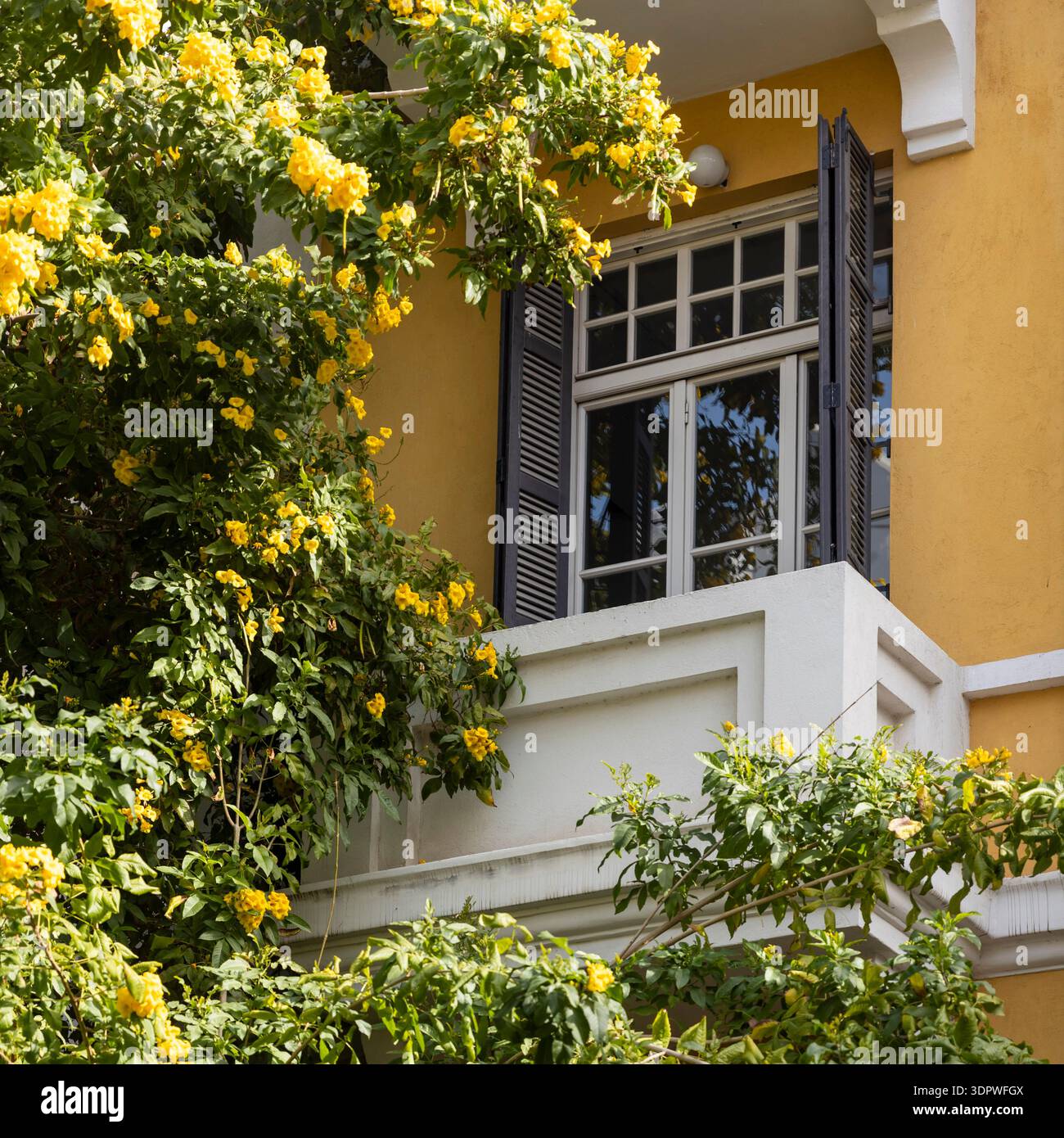 Campsis radicans 'Flava' Close up of a white balcony surrounded by ...