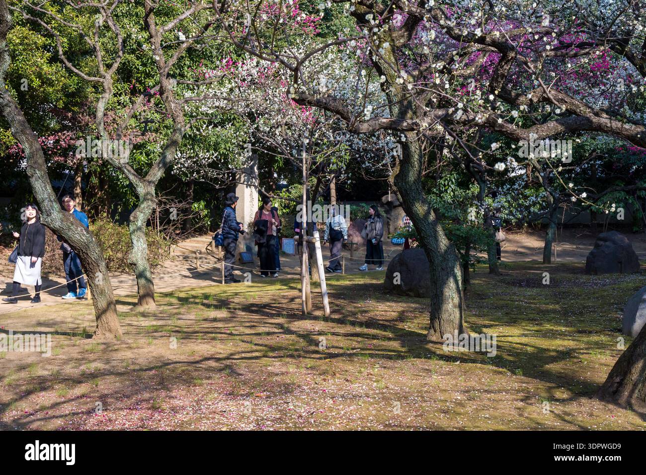 People enjoying a sunny spring day in a park with white and pink ...